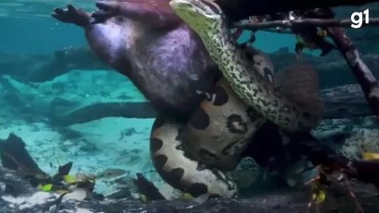 Sucuri–verde de 6 metros é flagrada predando capivara em rio de água ...